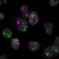Visualizing allelic expression | NIAMS